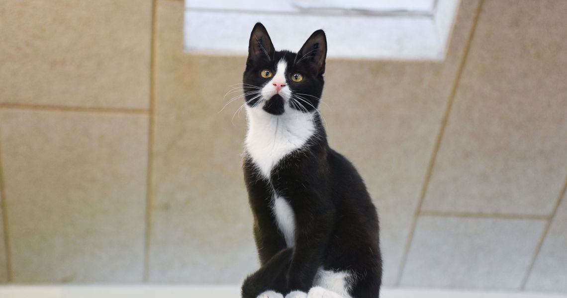 Endnu et travlt år for dyrene i Viborg | Dyrenes Beskyttelse